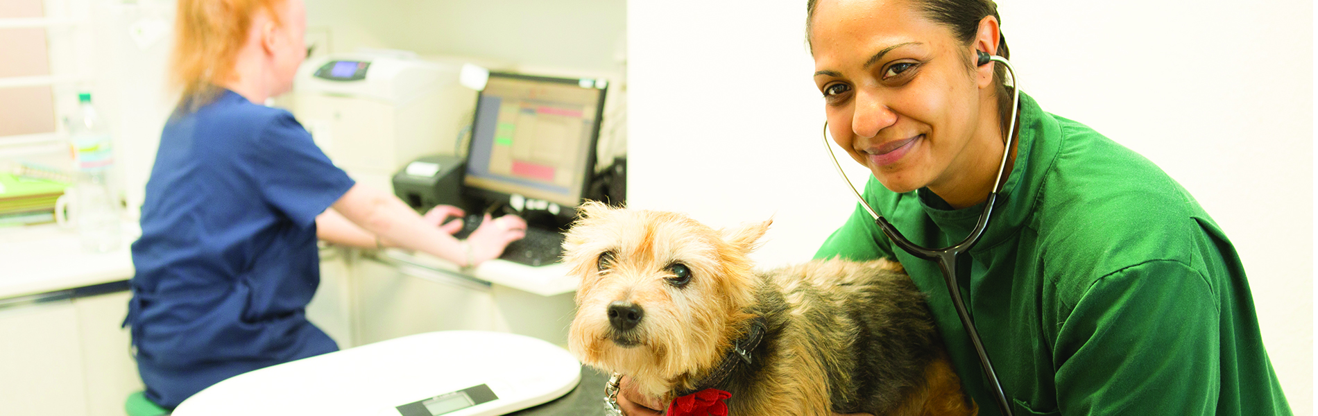 Wimbledon Veterinary Surgery Vets in Wimbledon | Wimbledon Veterinary ...