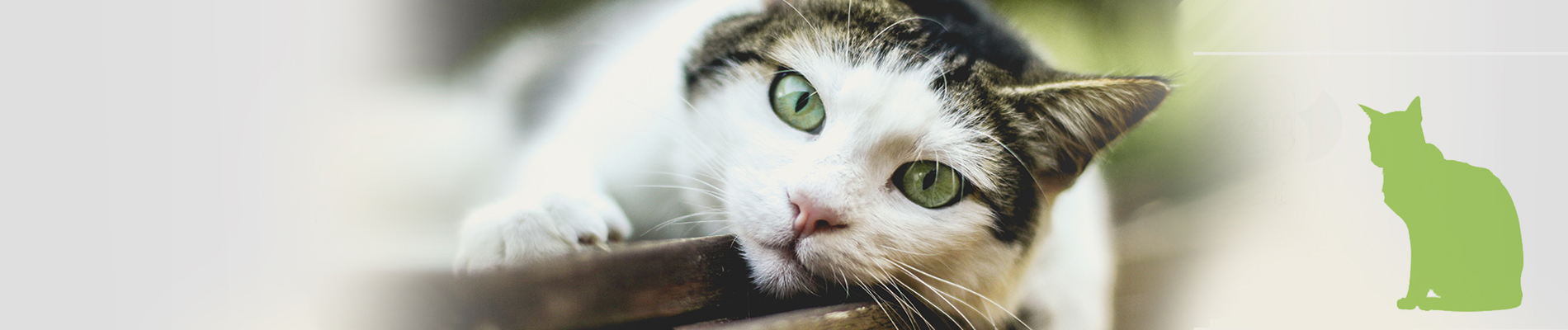 Wimbledon Veterinary Surgery VIP Cat | Wimbledon Veterinary Surgery